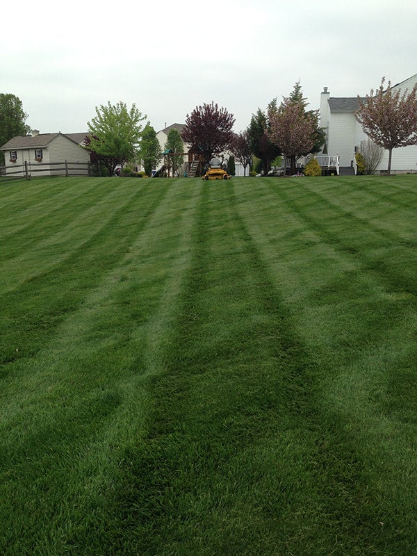 Ultimate Kentucky Bluegrass + Perennial Ryegrass (by sqft) | The Lawn Medic